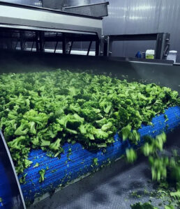 Case Study : Helping Laitram Build their IGA Program from the Ground Up ...